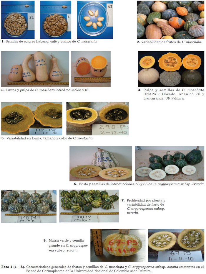 Variabilidad en el fruto y semillas de zapallo Cucurbita moschata Duch ...