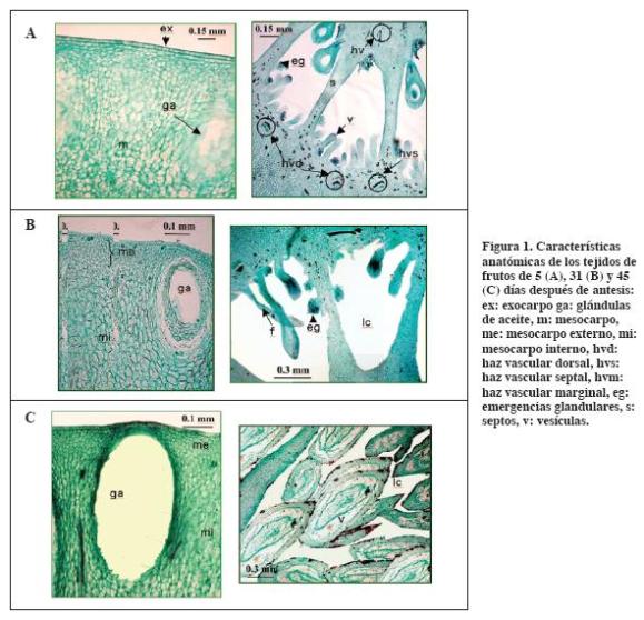 Efecto del ácido indolacético sobre el desarrollo in vitro de los ...