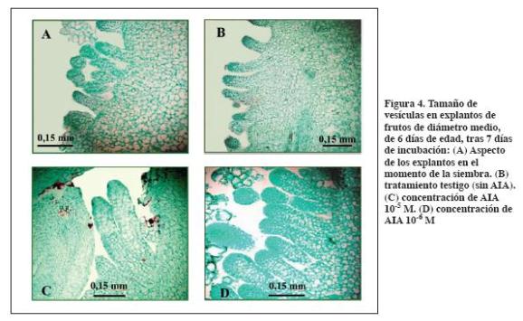 Efecto del ácido indolacético sobre el desarrollo in vitro de los ...