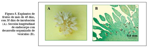 Efecto del ácido indolacético sobre el desarrollo in vitro de los ...
