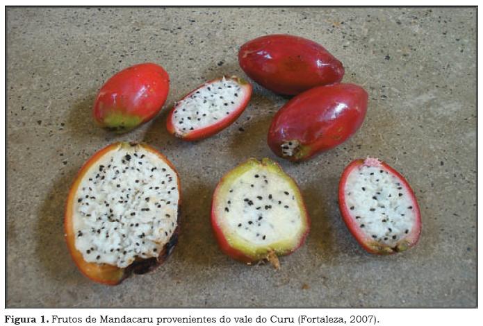 Avaliação da composição físico-química de frutos de mandacaru (Cereus ...