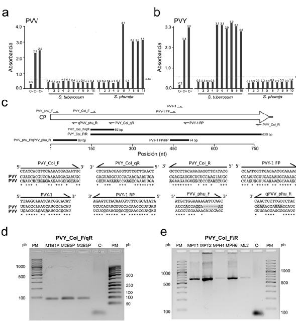 Diseño de cebadores específicos para la detección por RT-PCR del Potato ...