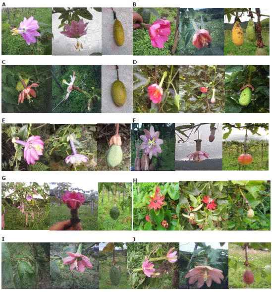 Descripción morfológica de las plantas colectadas del subgénero ...