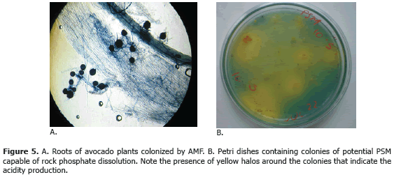 Monitoring soil microorganisms in avocado plantations.
