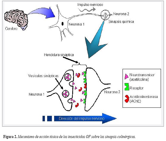 Organophosphorates: acute intoxication practical issues | Revista de la ...