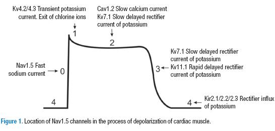 Canales de sodio Nav1.5 cardíacos, regulación e implicaciones clínicas ...